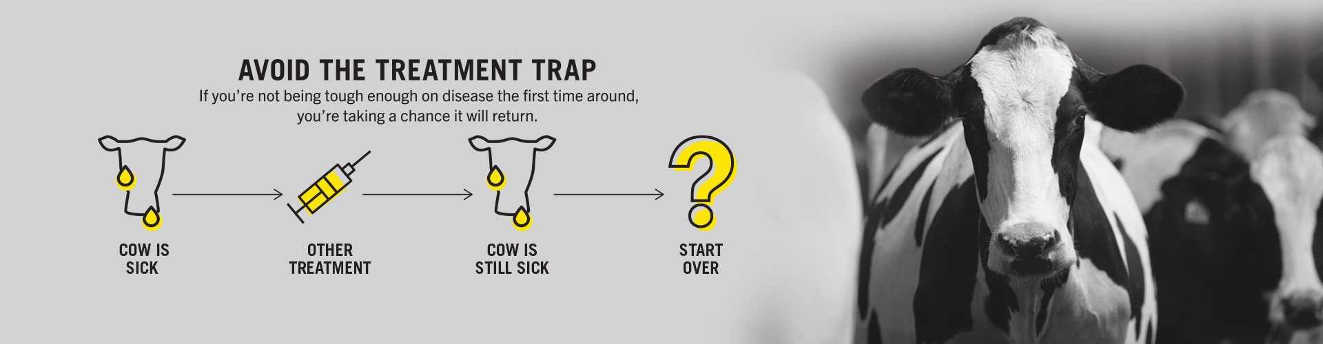 Polyflex® | Cattle Antibiotic from Boehringer Ingelheim Animal Health