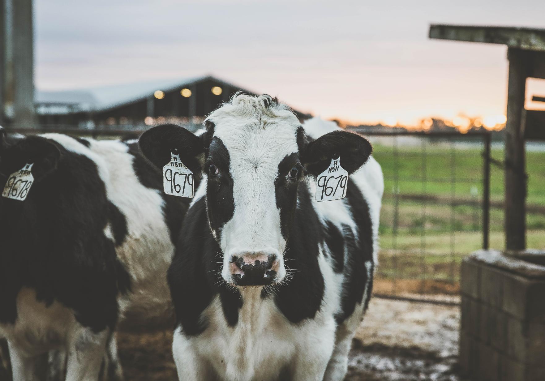 Dairy Calf Health | Boehringer Ingelheim Animal Health