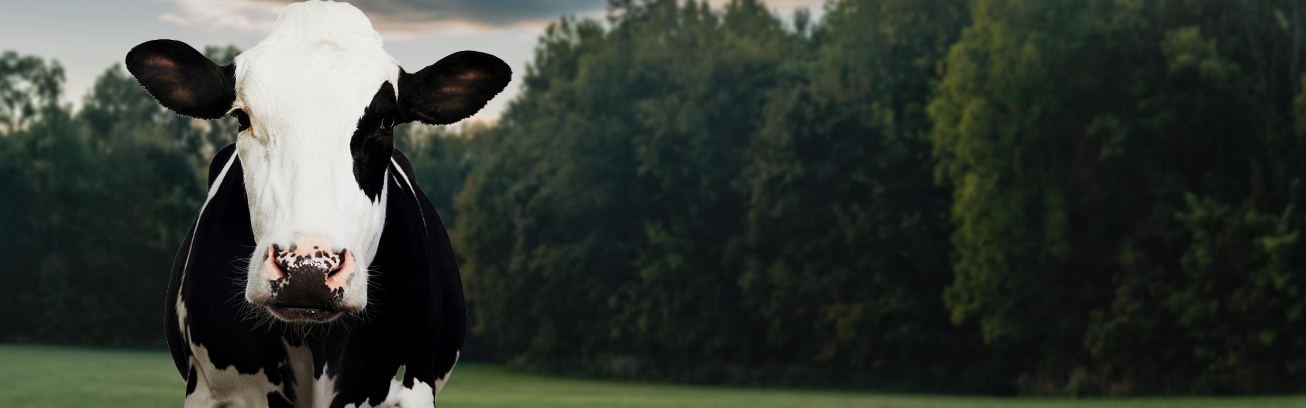 Dairy Transition Cow Health | Boehringer Ingelheim Animal Health Dairy Transition Cow Health | Boehringer Ingelheim Animal Health
