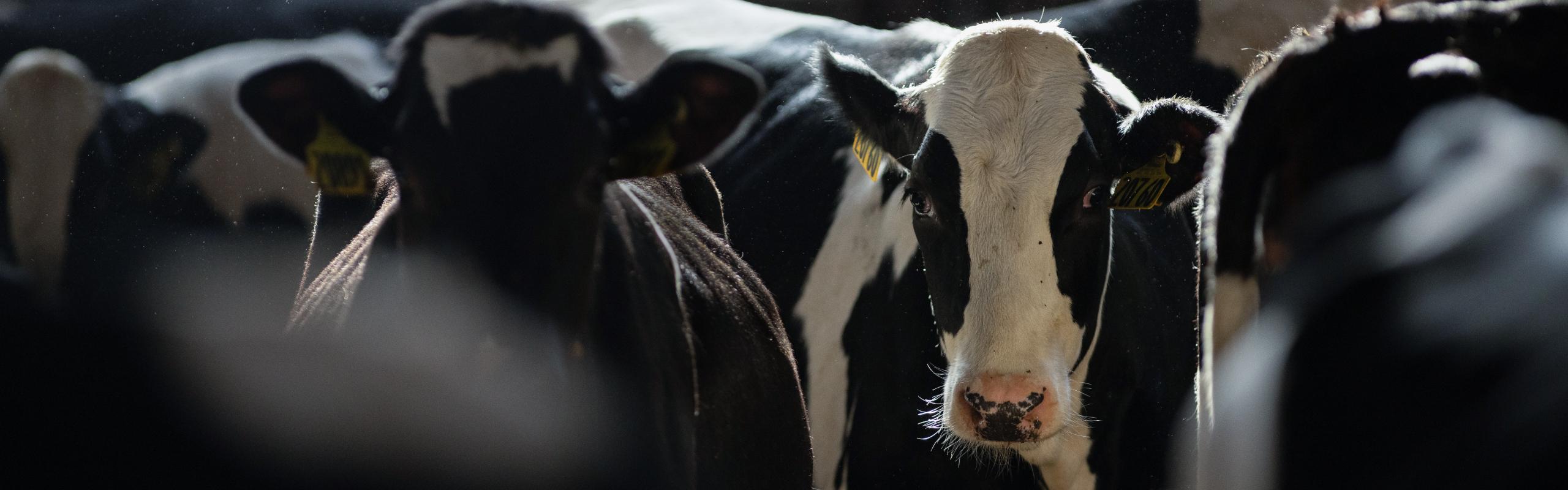 Dairy First Award | Boehringer Ingelheim Animal Health