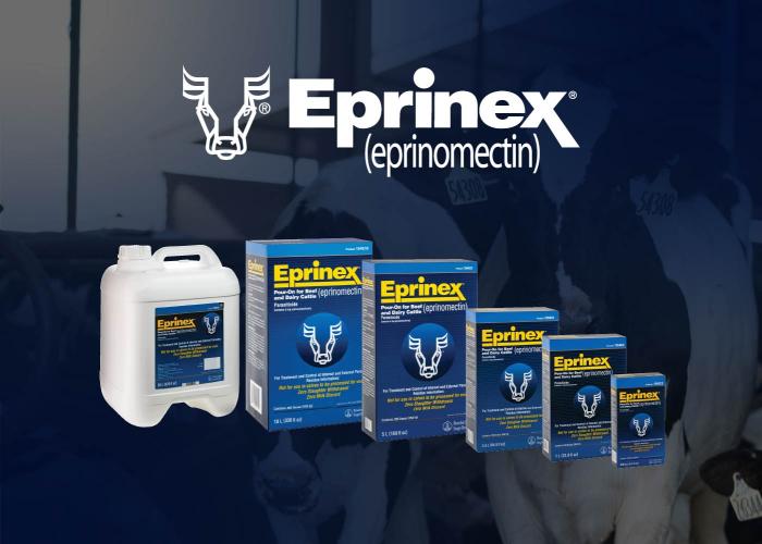 Cow Comfort | Boehringer Ingelheim Cattle Health