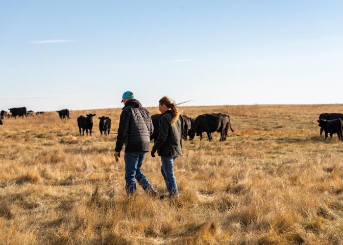 ZACTRAN® (gamithromycin) | Boehringer Ingelheim Animal Health