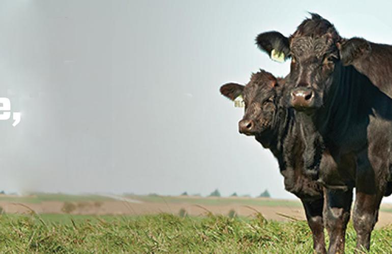 Ivomec® (ivermectin)| Cattle Dewormer from Boehringer Ingelheim Animal ...