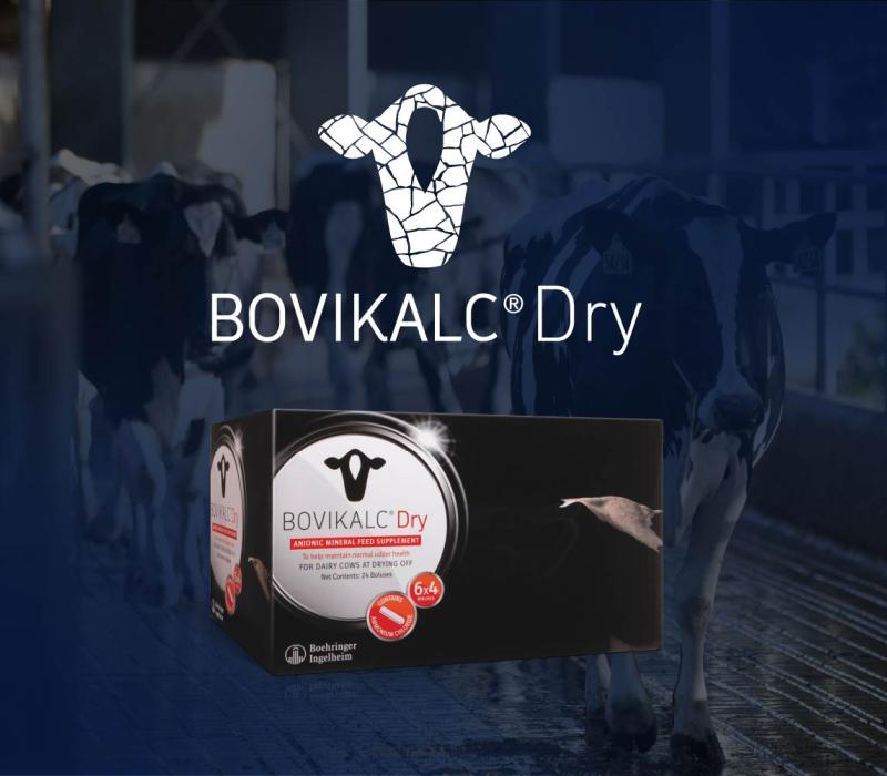 Cow Comfort | Boehringer Ingelheim Cattle Health