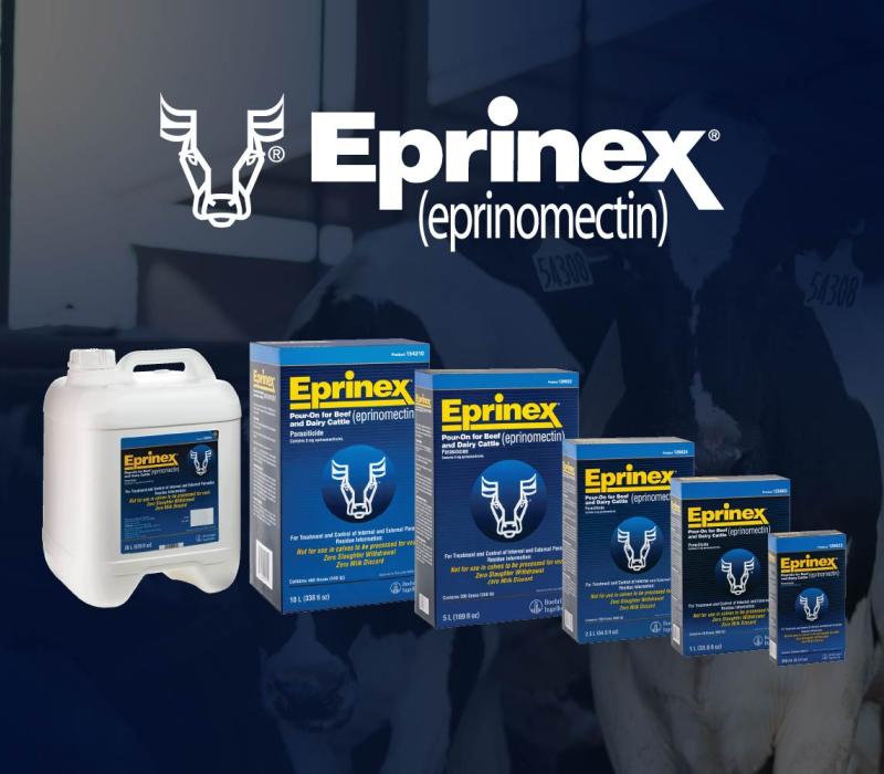 Cow Comfort | Boehringer Ingelheim Cattle Health