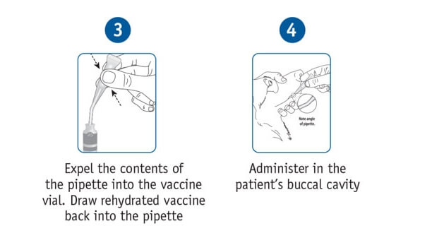 RECOMBITEK® Oral Bordetella | Boehringer Ingelheim Animal Health