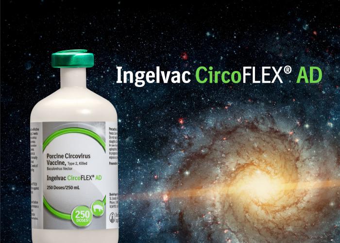 INGELVAC CIRCOFLEX® AD | Dual Genotype PCV2 Protection