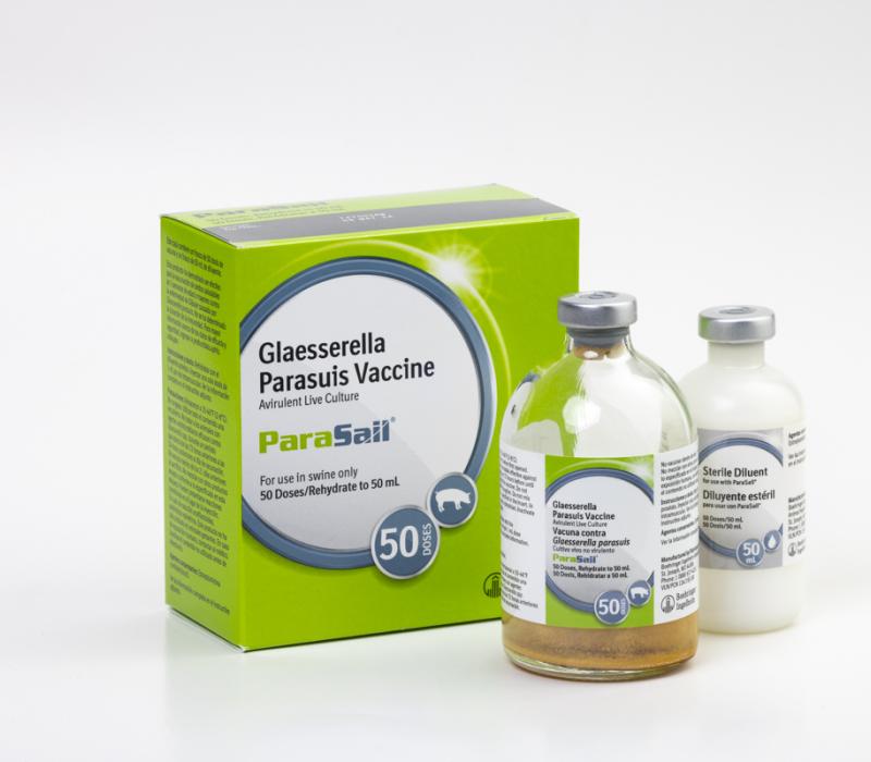 Glaesserella parasuis (GPS) | Boehringer Ingelheim Swine Health